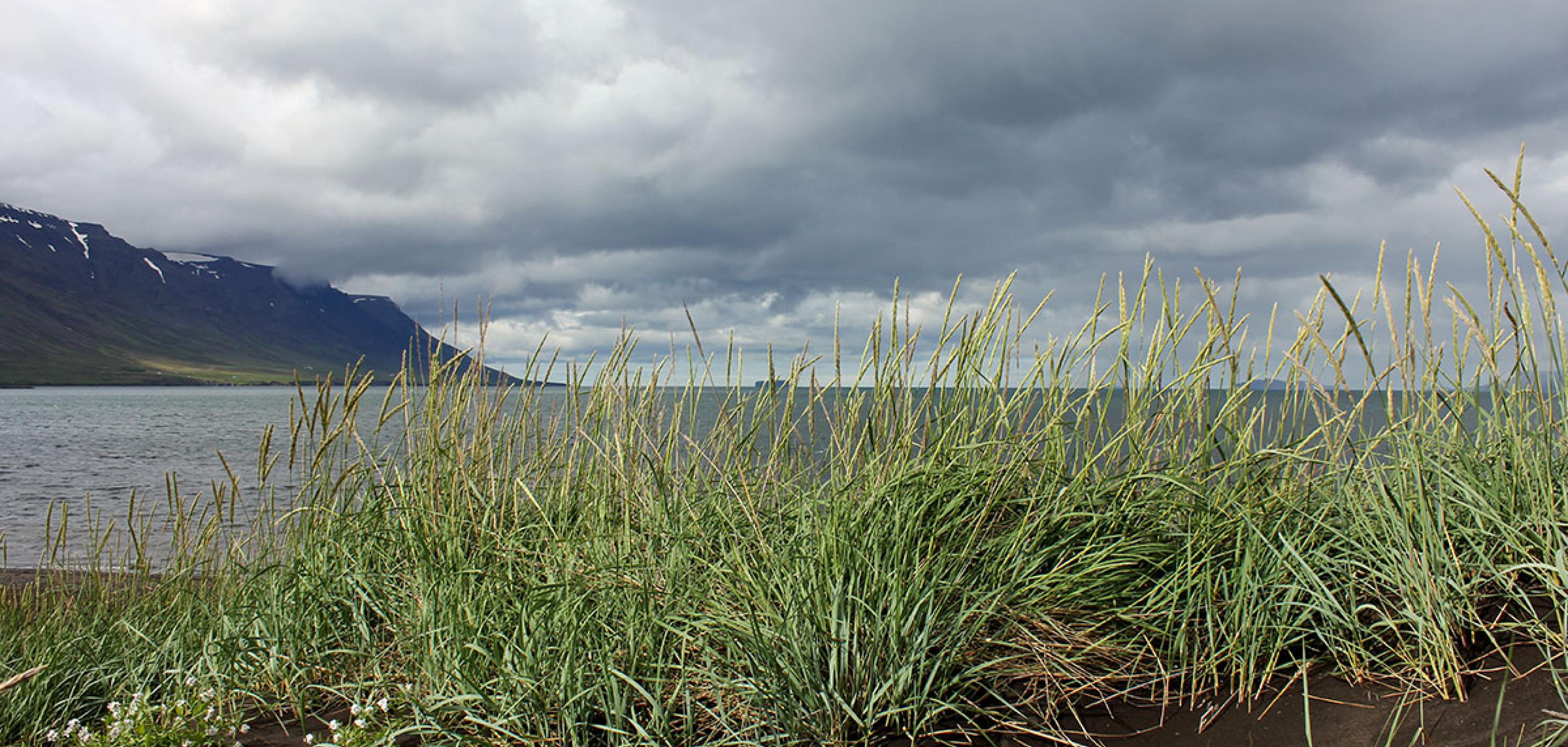 Habitat types in Iceland | Náttúrufræðistofnun Íslands