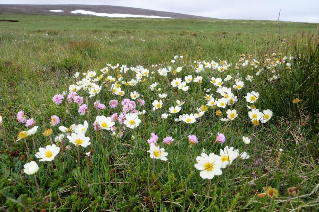Flora | Náttúrufræðistofnun Íslands