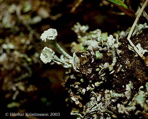 Snæbikar (Cladonia macrophyllodes) | Náttúrufræðistofnun Íslands