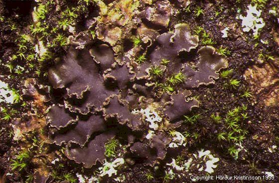 Klettaskóf (Peltigera collina) | Náttúrufræðistofnun