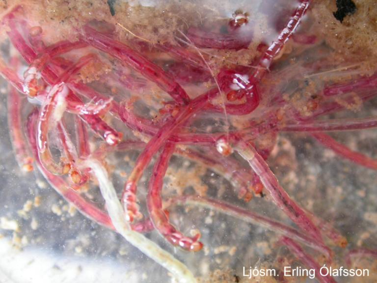 Chironomus spp. (Chironomus spp.) | Náttúrufræðistofnun Íslands