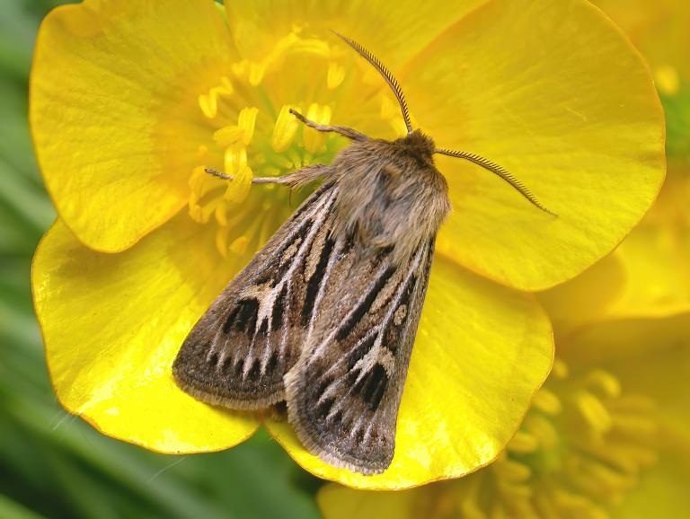 Grasygla (Cerapteryx graminis) | Náttúrufræðistofnun Íslands