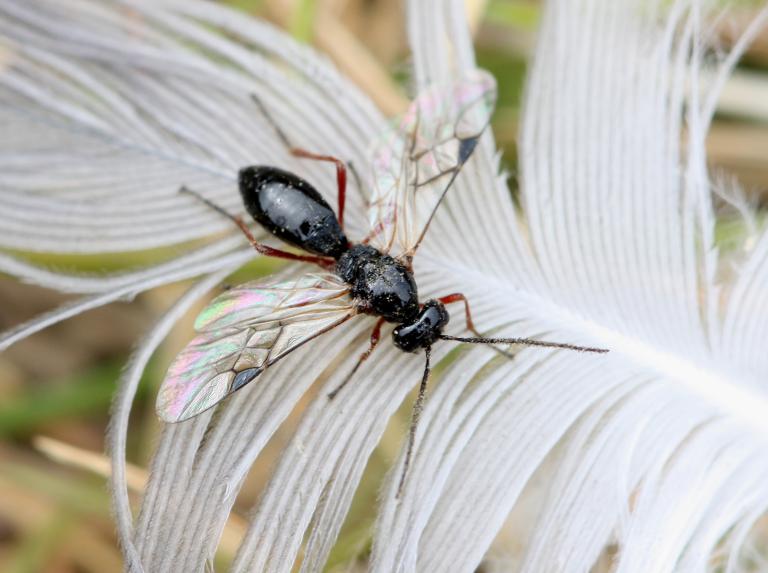 Hræsílvespa (Alysia manducator) | Náttúrufræðistofnun Íslands