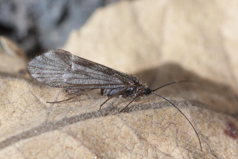 Lækjabytta (Apatania zonella) | Náttúrufræðistofnun Íslands