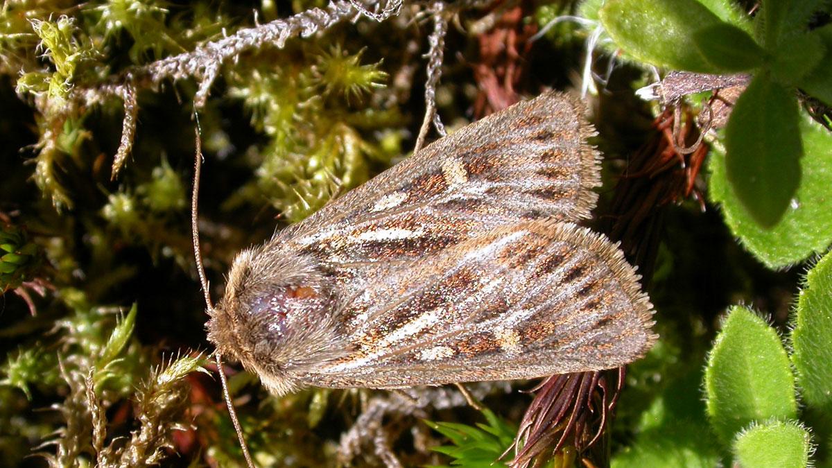 Land invertebrates | Náttúrufræðistofnun Íslands